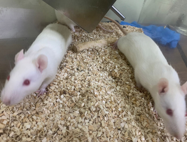 Una molécula del cuerpo humano abre una nueva esperanza en el ...