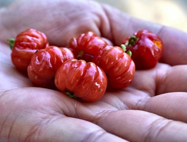 La fruta pequeña, roja y jugosa que crece en Colombia: rica en fibra y ...