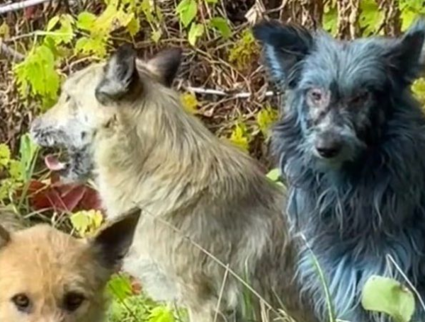 Investigadores descubrieron 'perros azules' en Chernóbil: así se ve ...