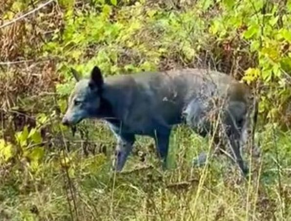 Investigadores descubrieron 'perros azules' en Chernóbil: así se ve ...