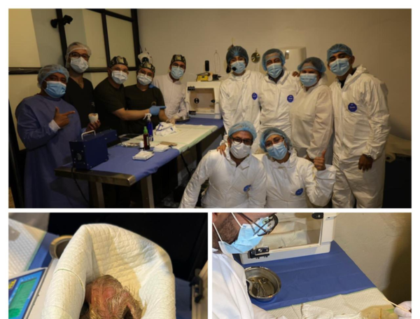 Nació Ámbar, el tercer cóndor andino incubado por expertos de Bogotá