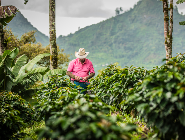 ¿Cuánto podría llegar a perder Colombia si se mantiene la caída del ...