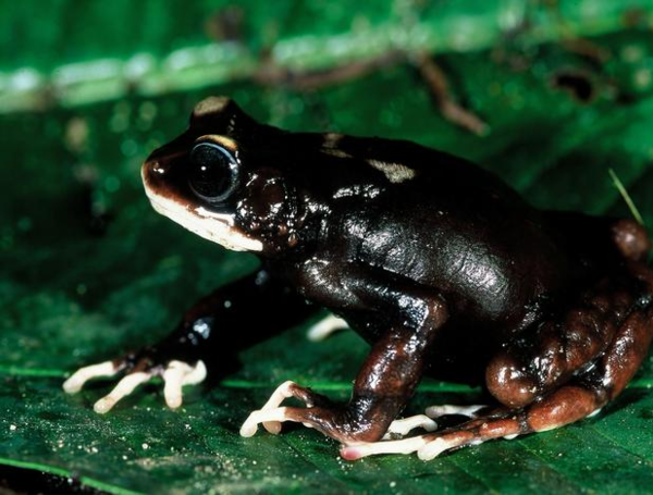 Tres nuevas especies de sapos africanos que dan a luz crías vivas ...