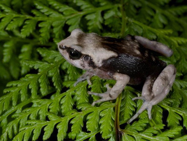 Tres nuevas especies de sapos africanos que dan a luz crías vivas ...