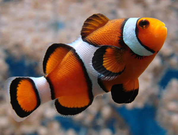 ‘Cocinando a Nemo’: chef prepara inusual receta de pez payaso y su ...