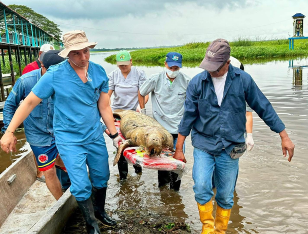 Hallan sin vida a otro manatí en Barrancabermeja, se prenden las ...