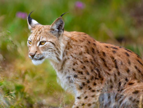 Quieren recuperar un tipo de lince que está extinto desde 1930 y ...