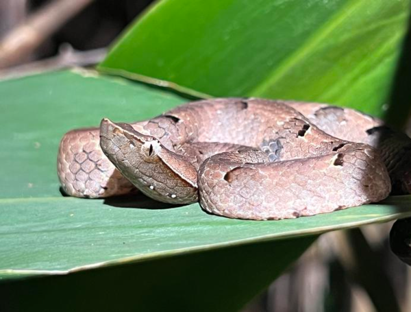 La ciencia describe más de 16.000 nuevas especies cada año, el mayor ...
