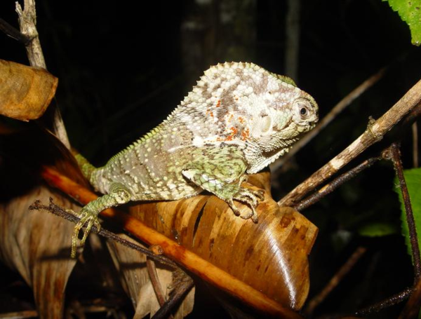 La ciencia describe más de 16.000 nuevas especies cada año, el mayor ...