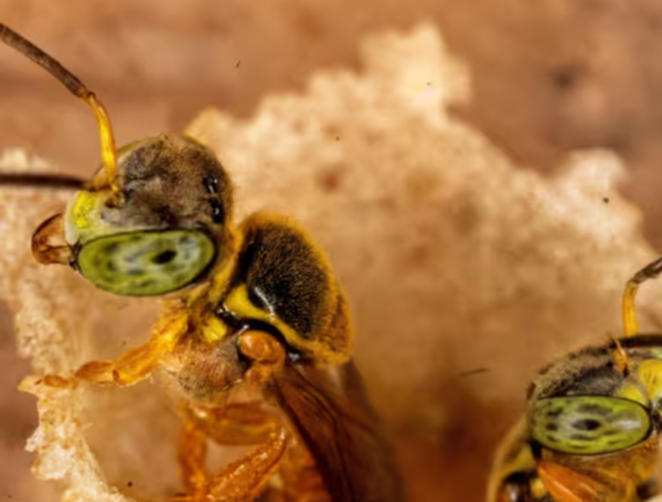 ¡Hito ambiental! Las abejas sin aguijón se convierten en los primeros ...