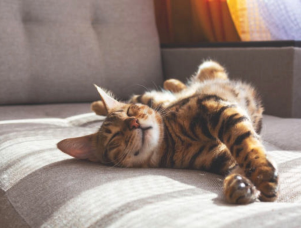 ¿Para qué sirve dejar una prenda de vestir con su olor donde duerme el ...