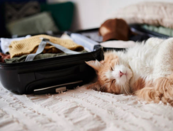 ¿Para qué sirve dejar una prenda de vestir con su olor donde duerme el ...