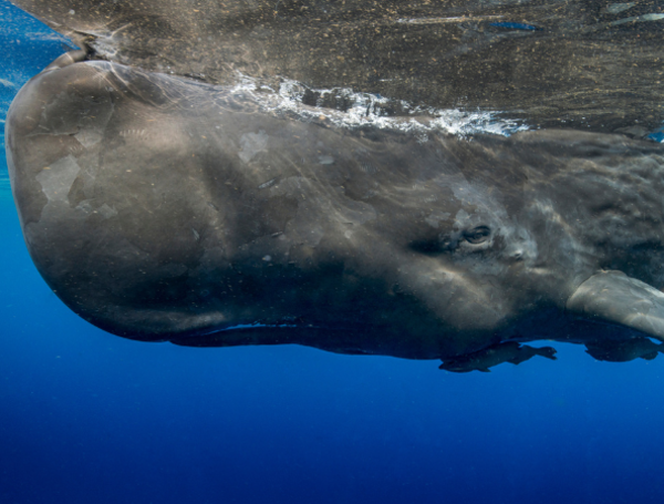 Cachalote falleció tras quedar atrapado en redes de pesca ilegales en ...