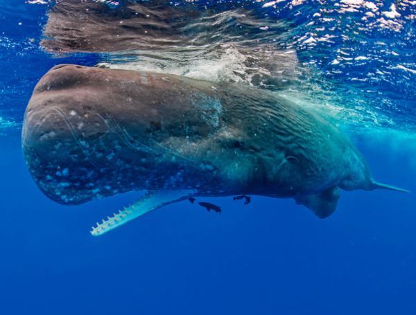 Cachalote falleció tras quedar atrapado en redes de pesca ilegales en ...