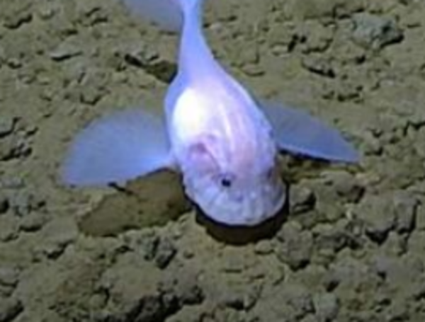 Descubren misterioso animal a 9.000 metros bajo el mar: científicos no ...