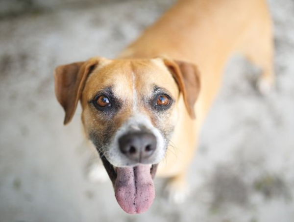 Perro caramelo: ¿cuál es el origen, características y por qué es tan ...