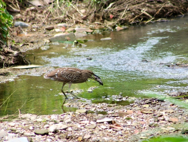 Tras avistamiento de una nutria neotropical, CAR Cundinamarca ...
