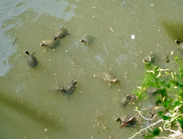 Tras avistamiento de una nutria neotropical, CAR Cundinamarca ...