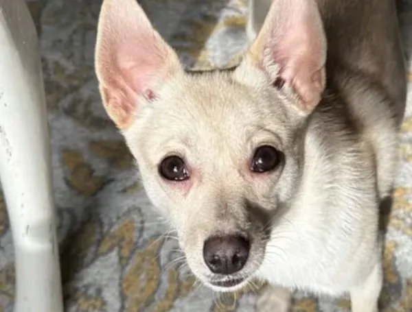 Perrita fue rescatada de un refugio y luego de llegar a su nueva casa ...