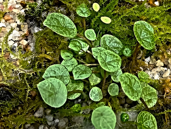 Jardín Botánico de Bogotá reporta una nueva especie de peperomia ...