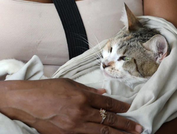 Más de 400 animales abandonados en Cali durante 2026: la cruda realidad ...
