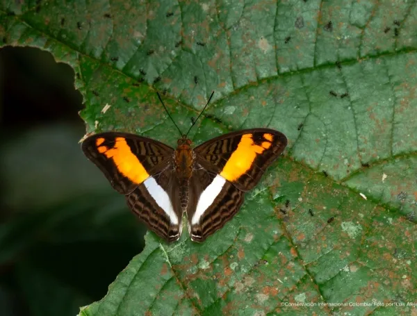 Colombia ganó el primer Mundial de Observación de Mariposas con más de ...