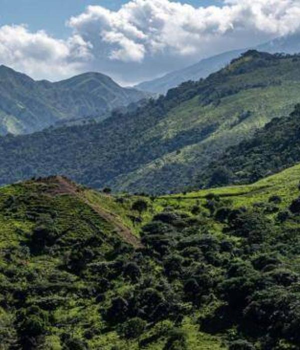 Científicos anuncian descubrimiento de una nueva mariposa endémica de ...