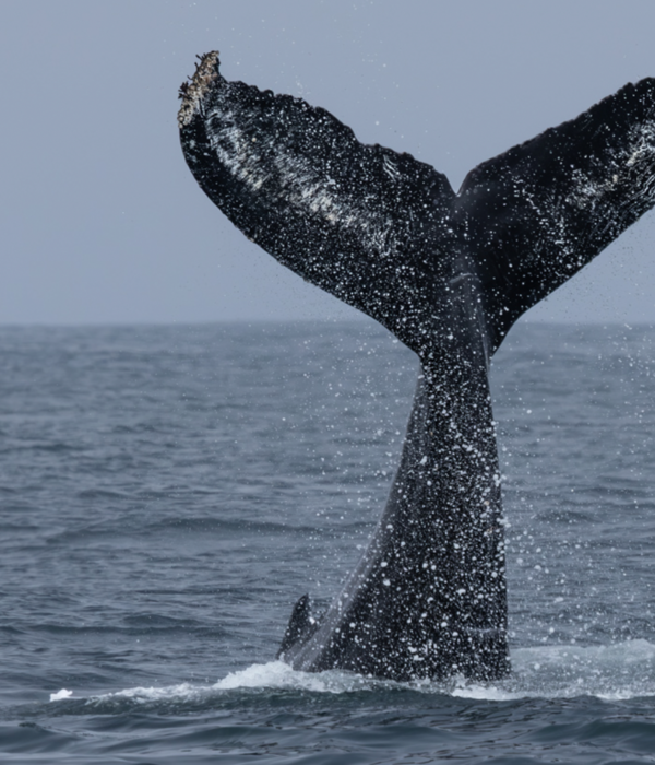 Las ballenas francas del Atlántico Norte muestran señales de ...