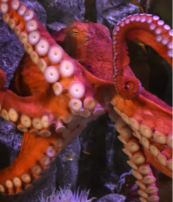 La conmovedora historia del pulpo que muere mientras protege a sus ...