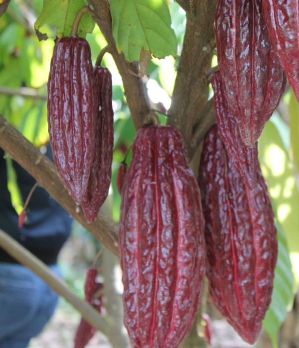Fruto de Cacao: el chocolate amazónico colombiano que seduce al museo ...