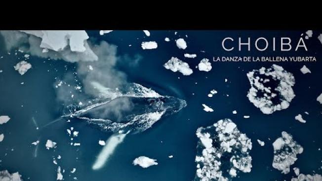 Llega a salas ‘Choibá: la danza de la ballena Yubarta’, un viaje junto ...