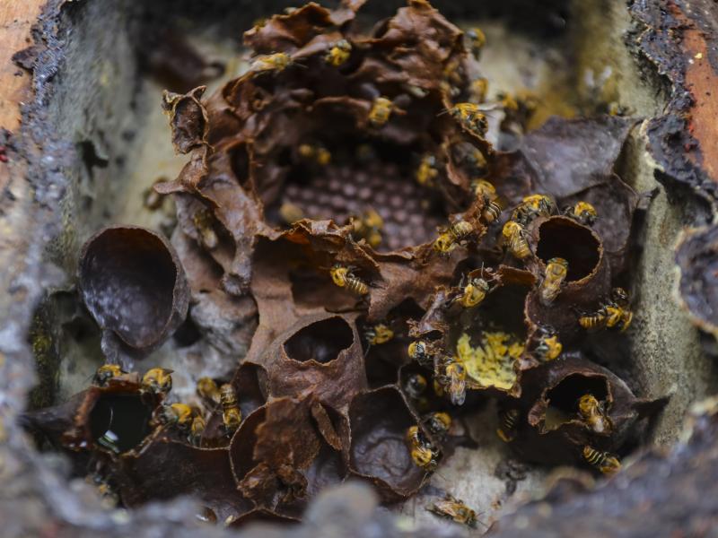 Guainía, tierra de muchas aguas: ¿qué visitar en este departamento de ...