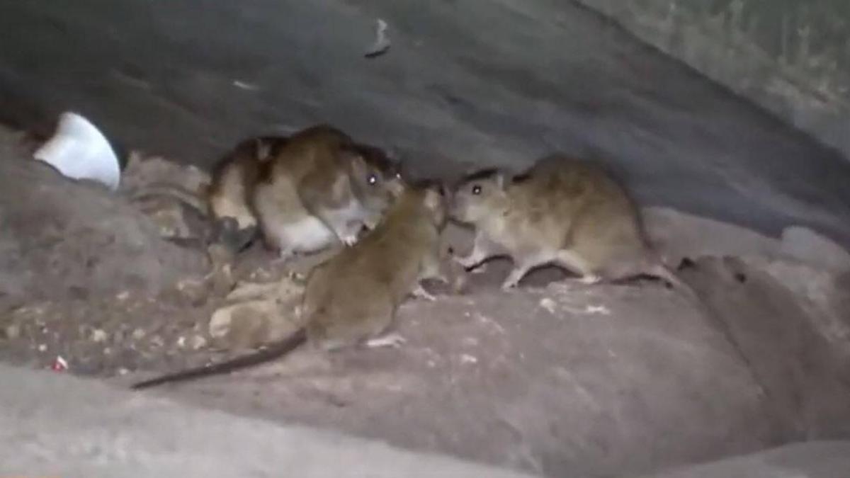 Expertos revelan por qué ha aumentado presencia de ratas en las ...