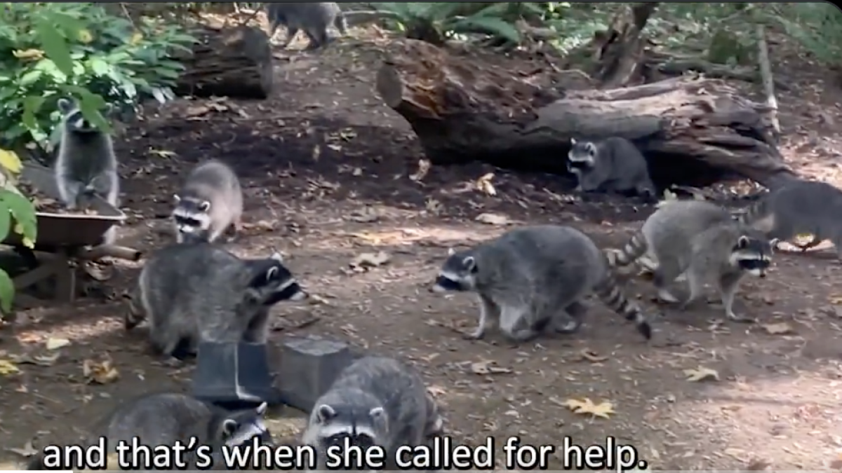 Mujer de EE. UU. tuvo que llamar a las autoridades porque 100 mapaches ...