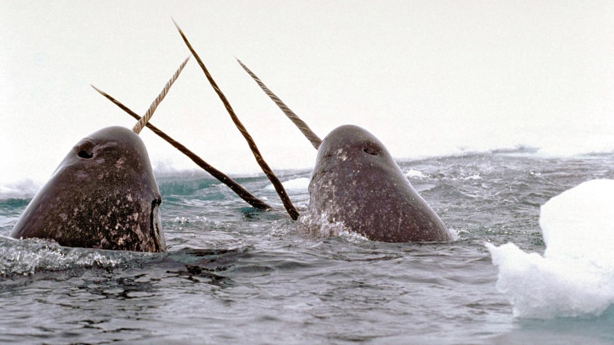 Tras el colmillo del narval: los secretos que esconden estas peculiares ballenas