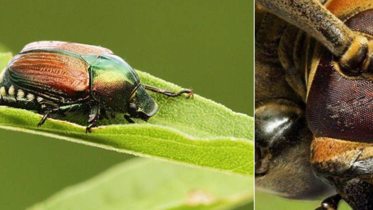 ¿Por qué en mayo salen muchos cucarrones voladores gigantes en Colombia ...