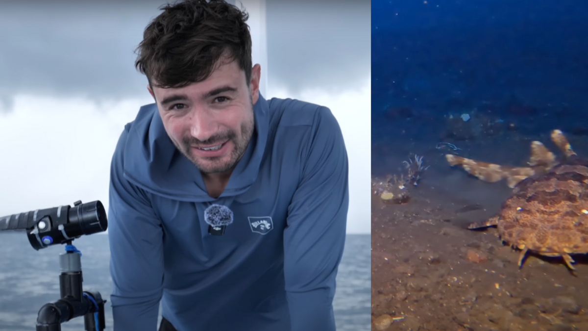 Buzo dejó caer su cámara en el océano y grabó a un tiburón de aspecto 'aterrador' que se camufla ...