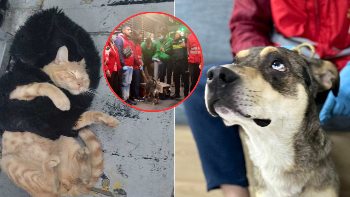Un gato y un perro fueron rescatados en estación de TransMilenio: eran ...