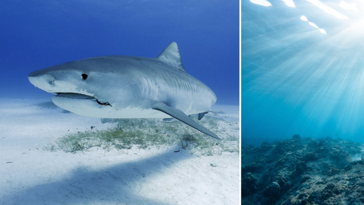 Así es el tiburón blanco más grande del mundo: pesa unos 750 kilos y ...