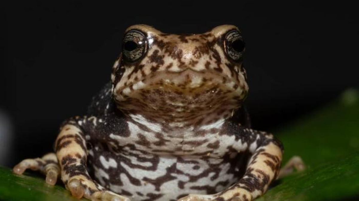 Tres nuevas especies de sapos africanos que dan a luz crías vivas pasaron 100 años ocultas en ...