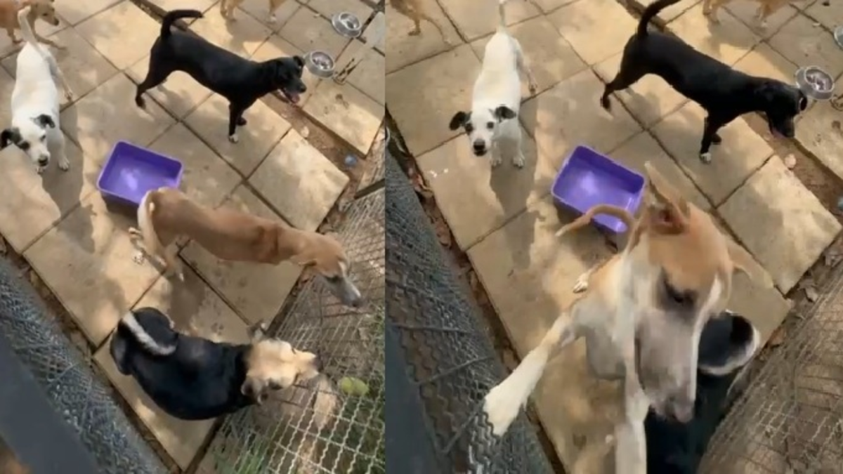 Repudio en Bucaramanga: veterinarios de la Unidad de Bienestar Animal ...