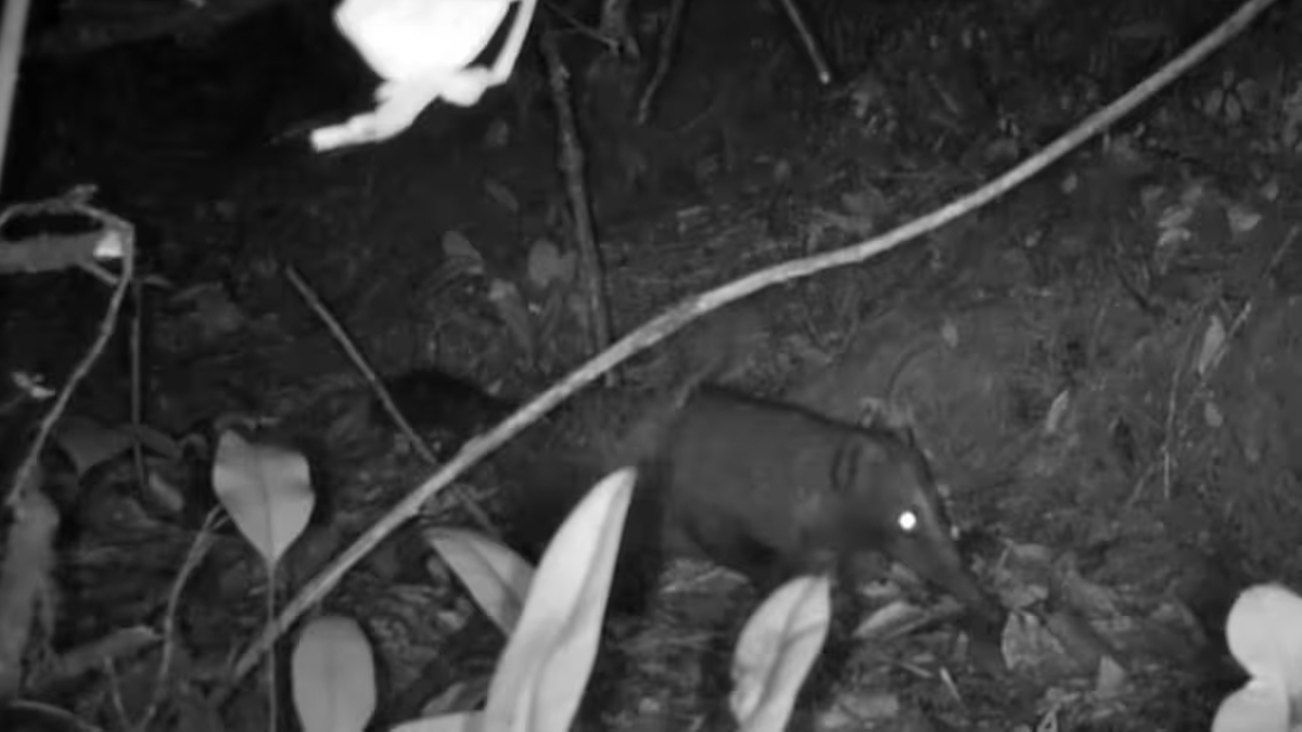 Avistan por primera vez un coatí de montaña ‘cusumbo’ en el humedal ...