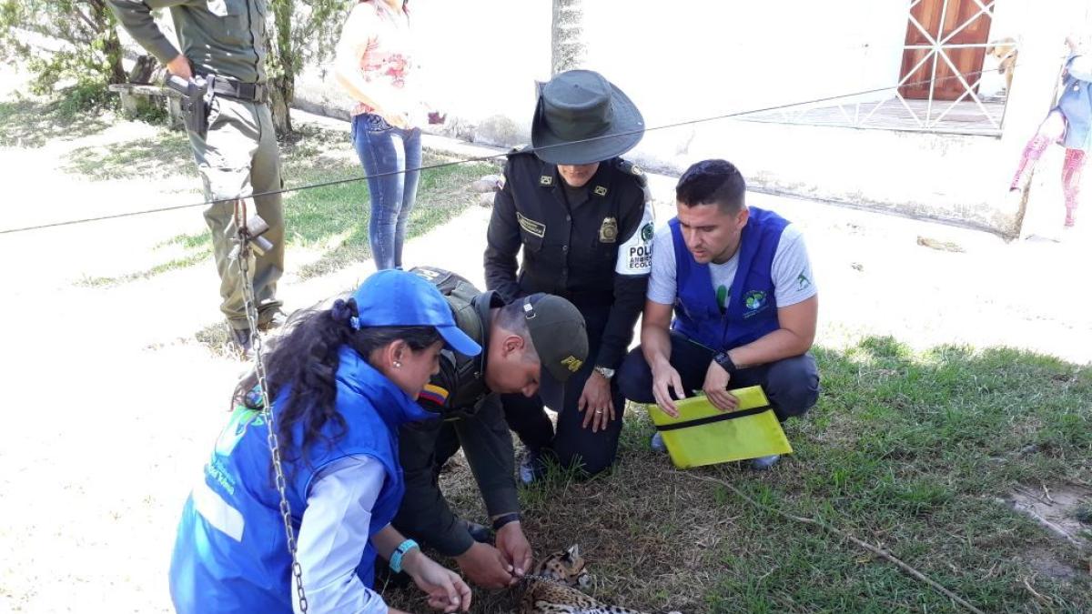 Policía rescata tigrillo convertido en animal domestico en Tolima