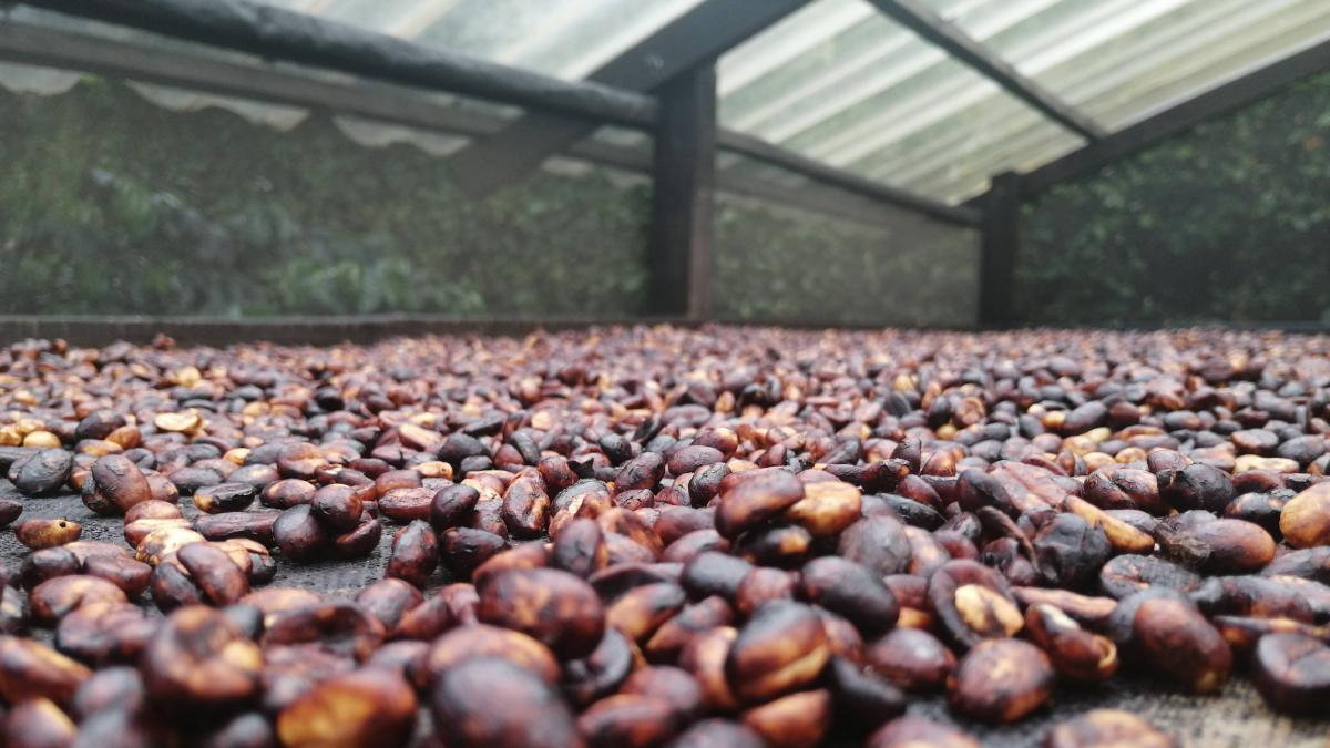 Café quindiano recibe premio internacional en Francia