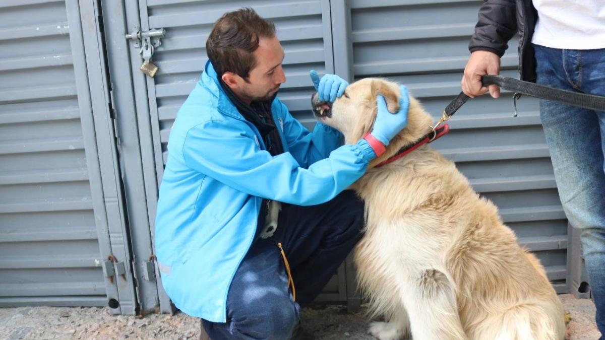 Perros que estaban al servicio de TransMilenio están enfermos