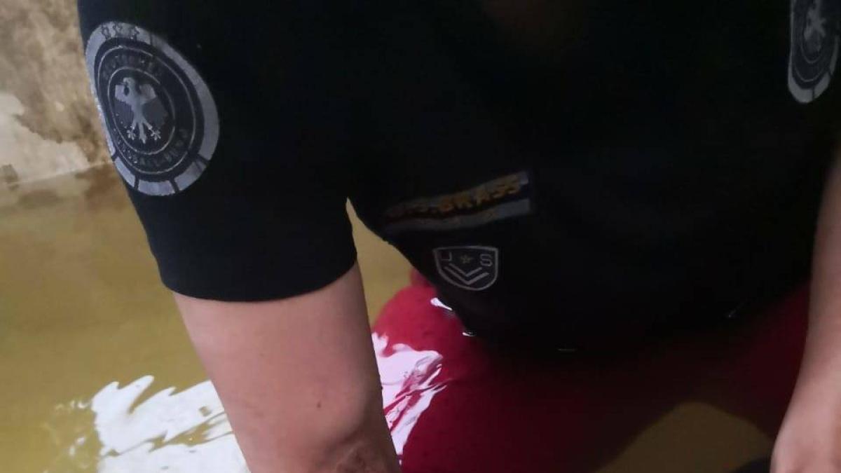 Estos manatíes bebés del Amazonas necesitan leche y reciben donaciones