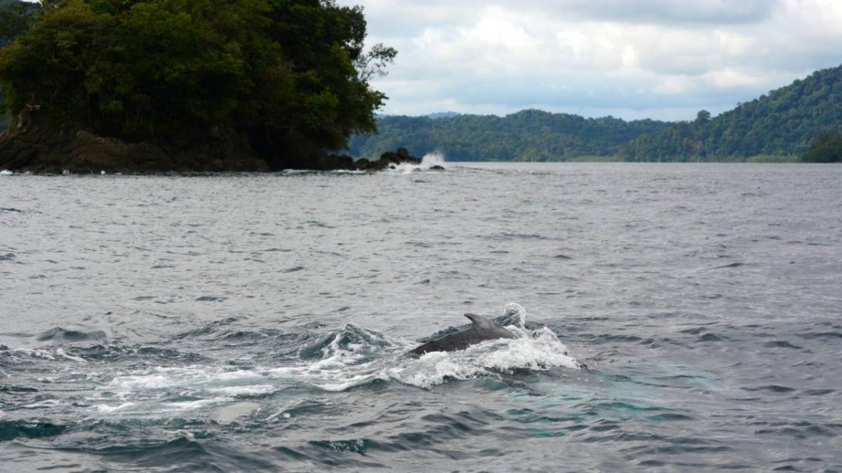 Ballenas grises del Pacífico han menguado un 13 % en lo que va de siglo ...