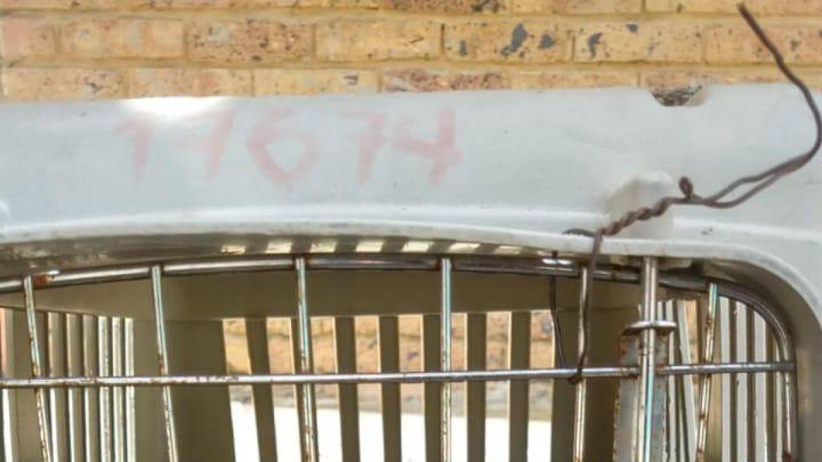 Reprochable: un mono cariblanco estuvo más de 20 años en cautiverio
