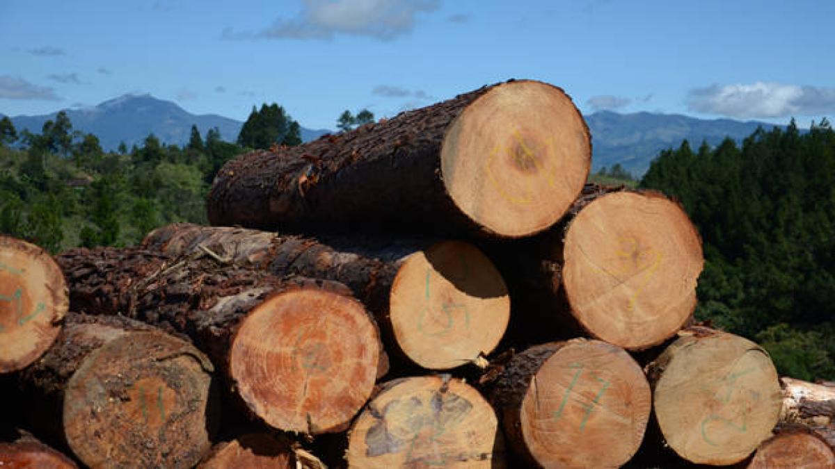 Promover la madera legal puede ayudar a conservar bosques