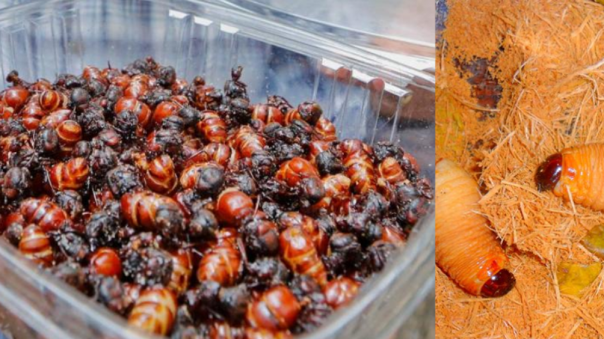 ¿Cuáles son los insectos que se pueden comer en Colombia?
